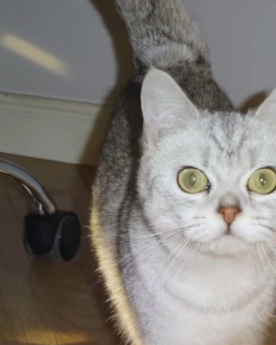 Gilmore Glee™ Digital Camera