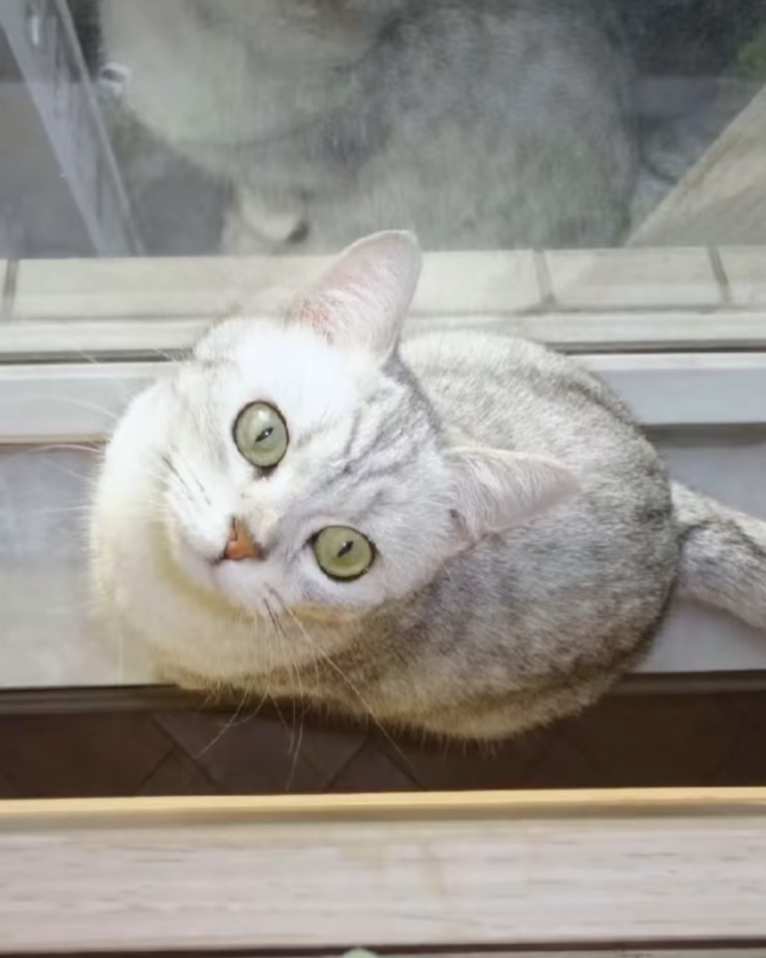 Gilmore Glee™ Digital Camera