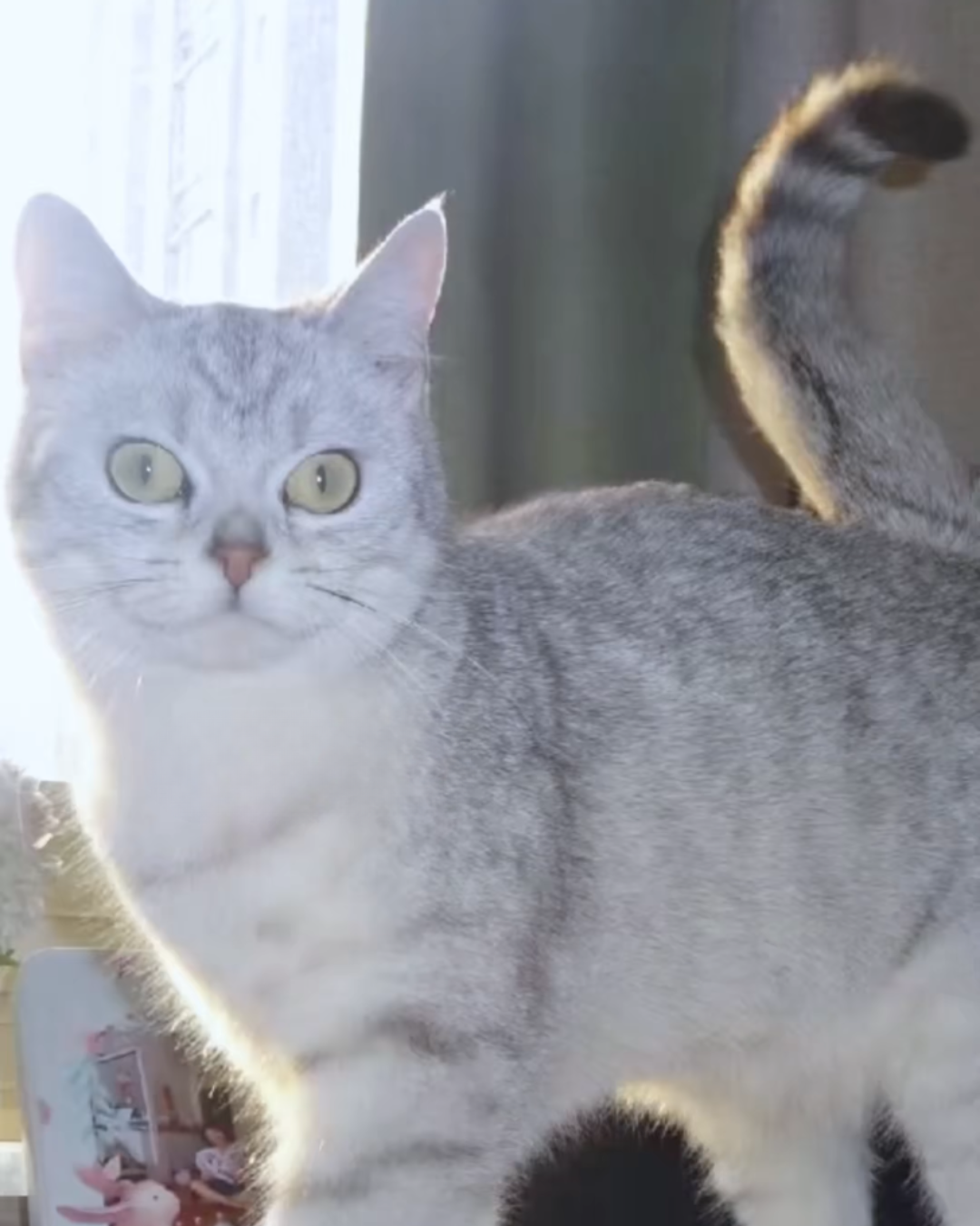 Gilmore Glee™ Digital Camera