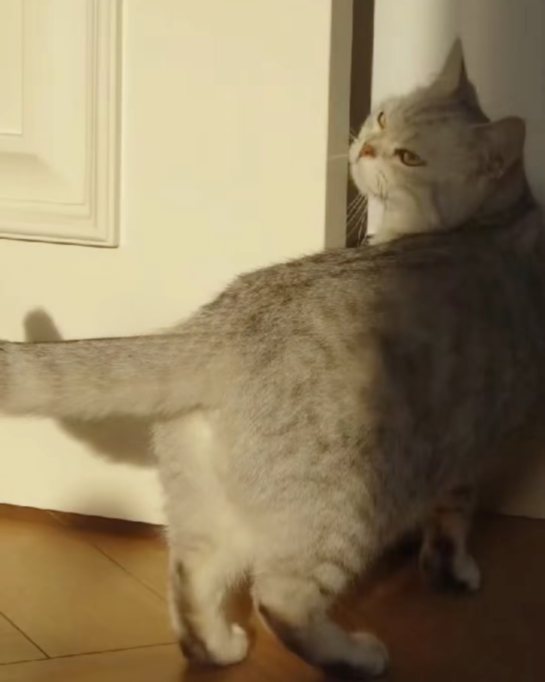 Gilmore Glee™ Digital Camera